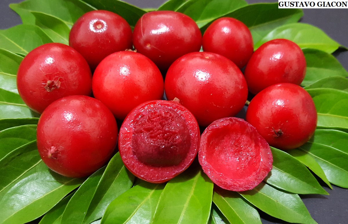 Viveiro Ciprest - Plantas Nativas e Exóticas: Ubaia Rubi ou Princesinha ...