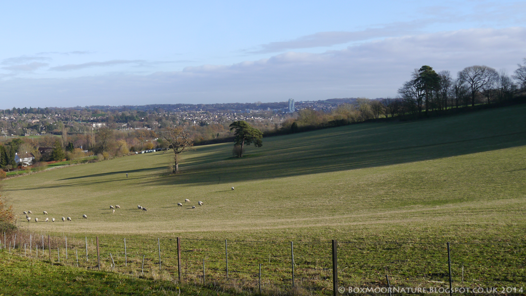 Boxmoor, naturally...: Week 46: Winter Sun & Ravens Over Dellfield