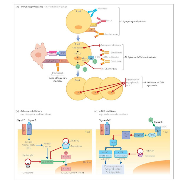 T Cell-Targeted Immunosuppression - pediagenosis