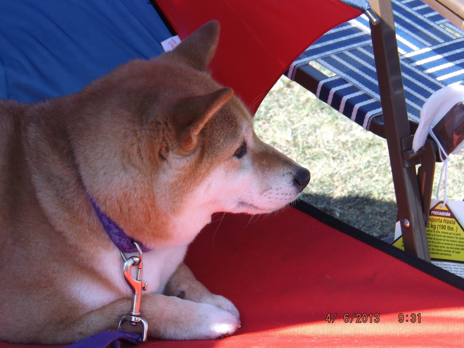Up to Speed: Kachina Kennel Dog Show Sprin 2013