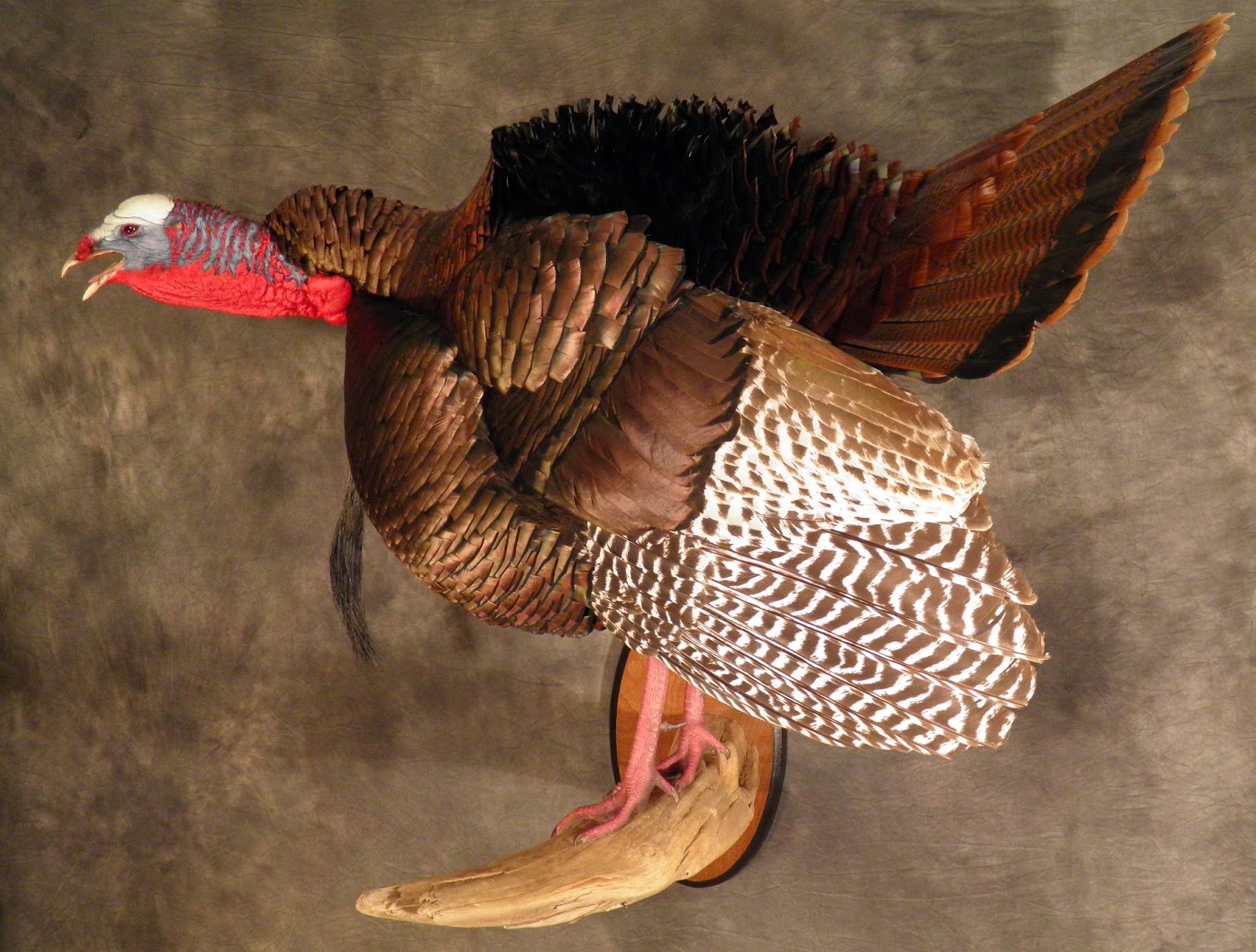 Upper Bay Taxidermy Mobile Gallery: Turkey photos