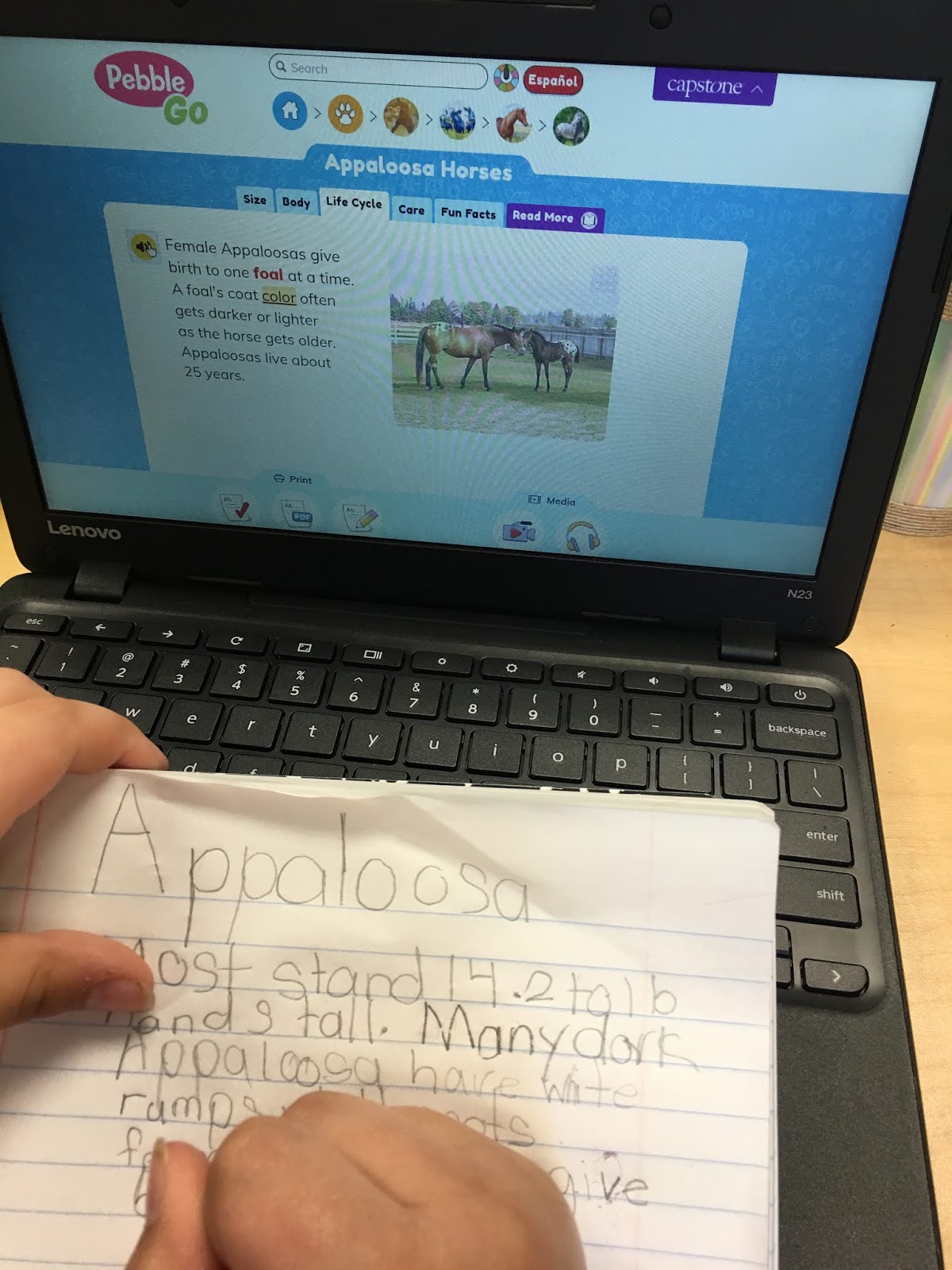 The Library Voice: A NEW Research Mashup With PebbleGo Research Buncee's!