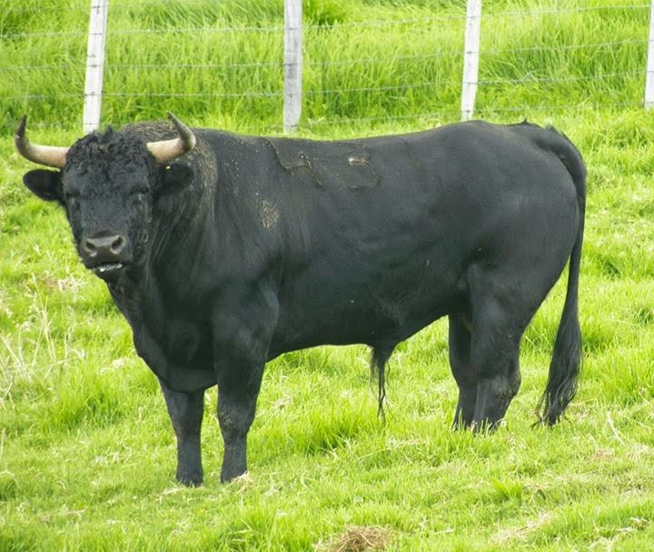 PANORAMA TAURINO DEL PERÚ: TOROS DE CAPIRO DE SONSÓN PARA CUTERVO 2015
