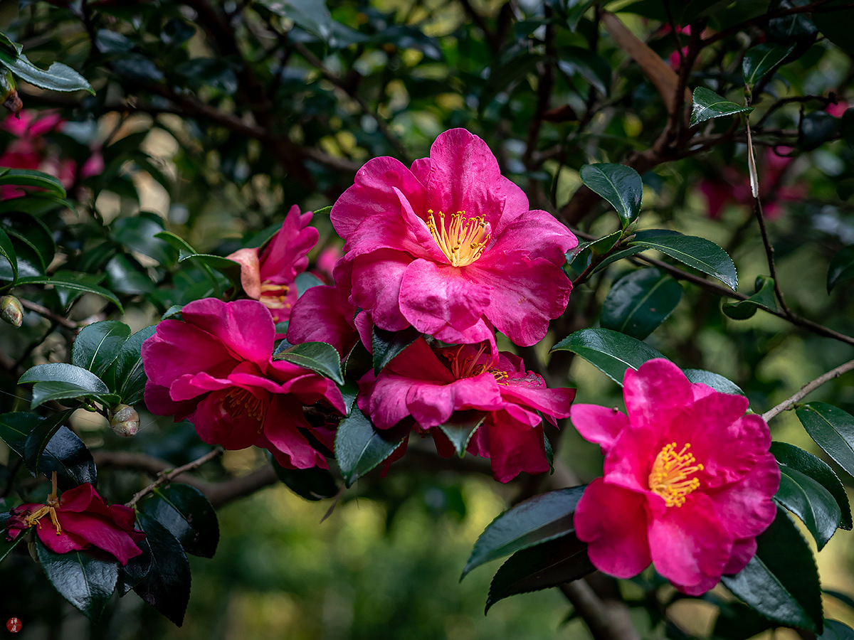 FROM THE GARDEN OF ZEN: Tsubaki (camellia) flowers: Jyochi-ji