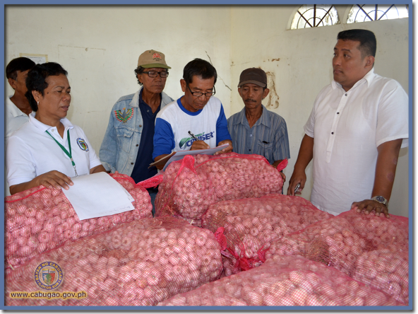 Bayan ng Cabugao: MAIMULA A BUKEL TI BAWANG, NAITED KADAGITI GARLIC GROWERS