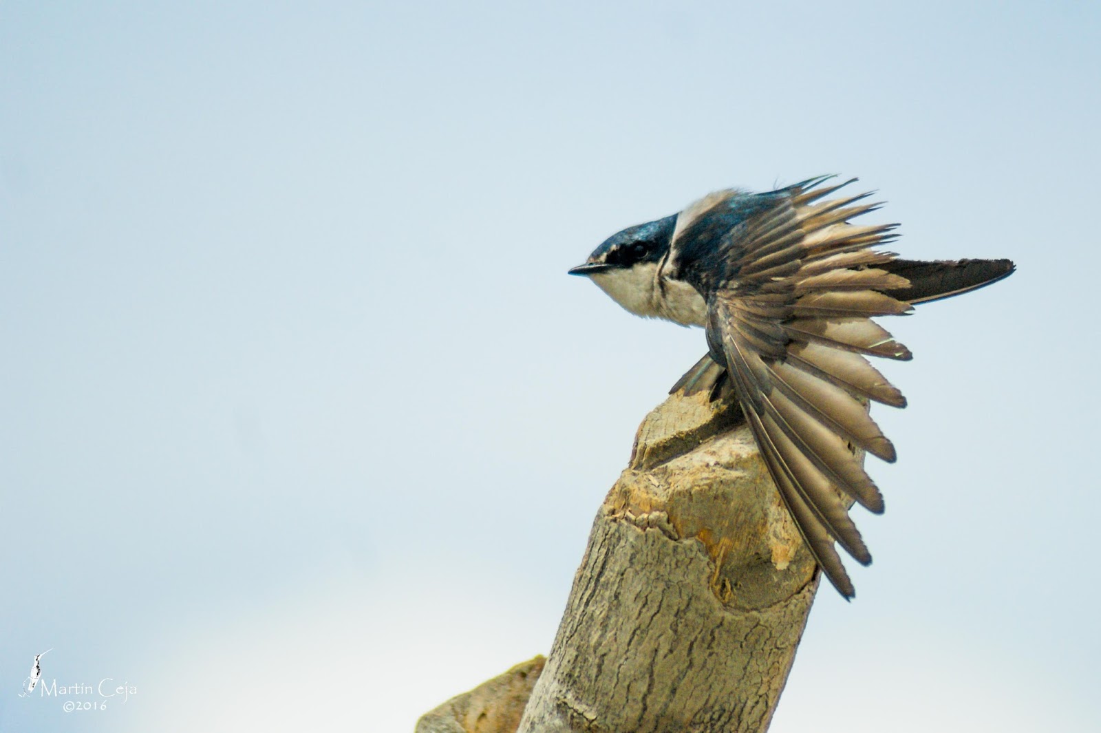 CEJA | Fotografía: Golondrina Manglera - Mangrove Swallow (Tachycineta ...