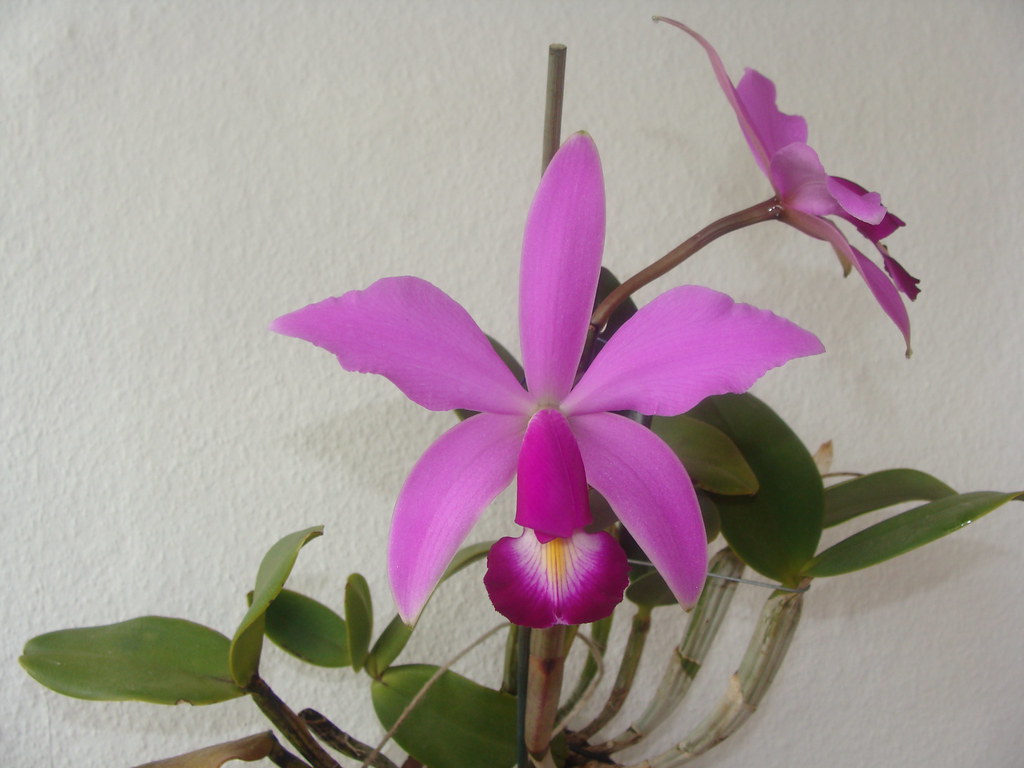 Cattleya violacea care and culture | Travaldo's blog