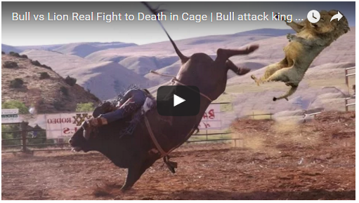 Animals News Videos: Bull vs Lion Real Fight to Death in Cage | Bull ...
