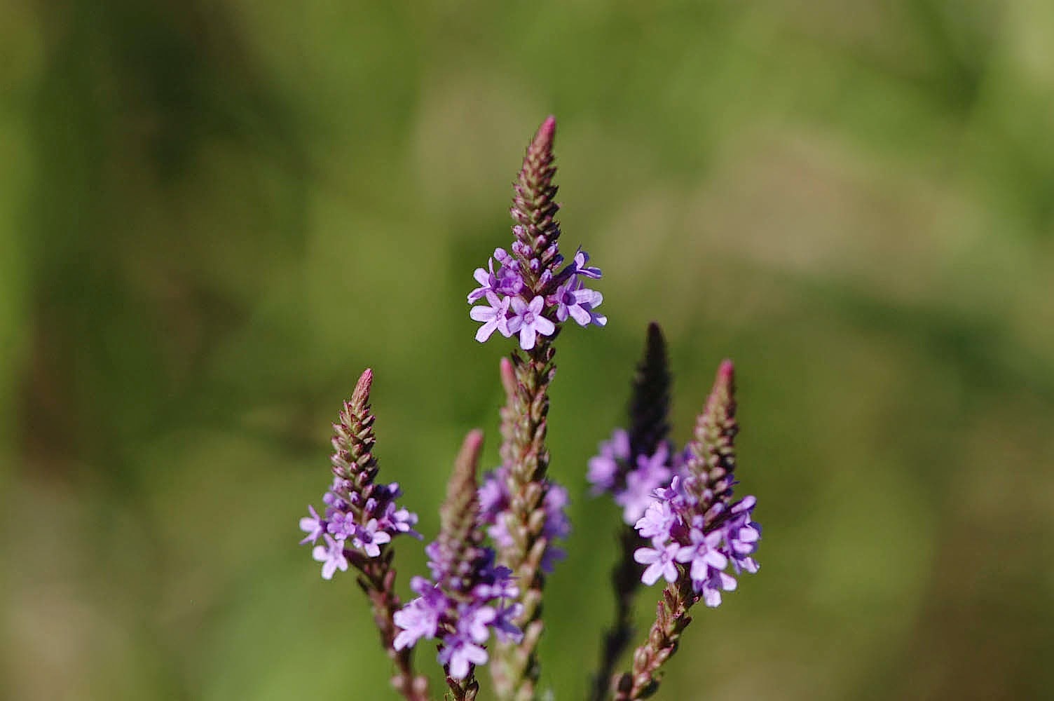 Vervain Tea Benefits ~ Healthy Tea 101