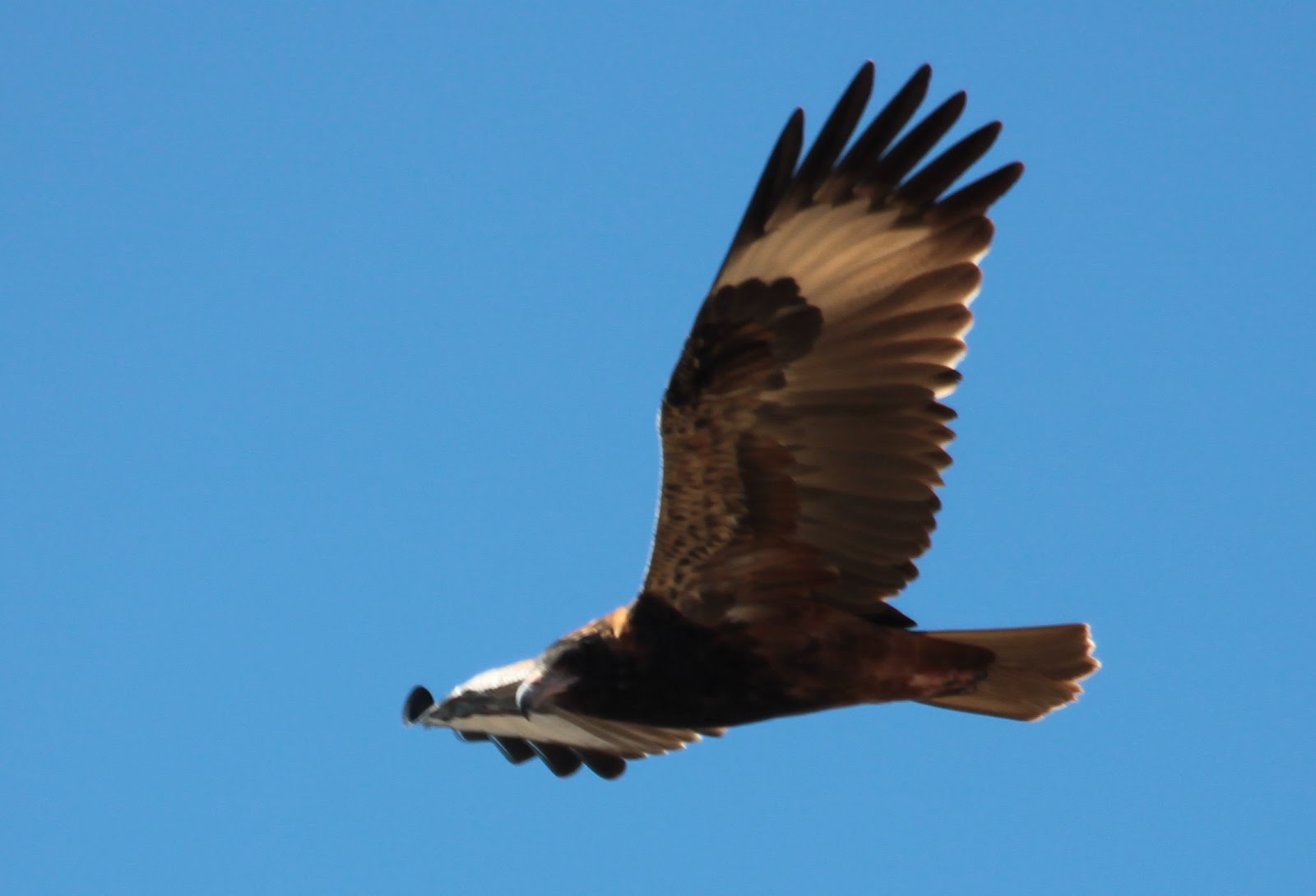 Richard Waring's Birds of Australia: Birds of Prey - Australian Hobby ...