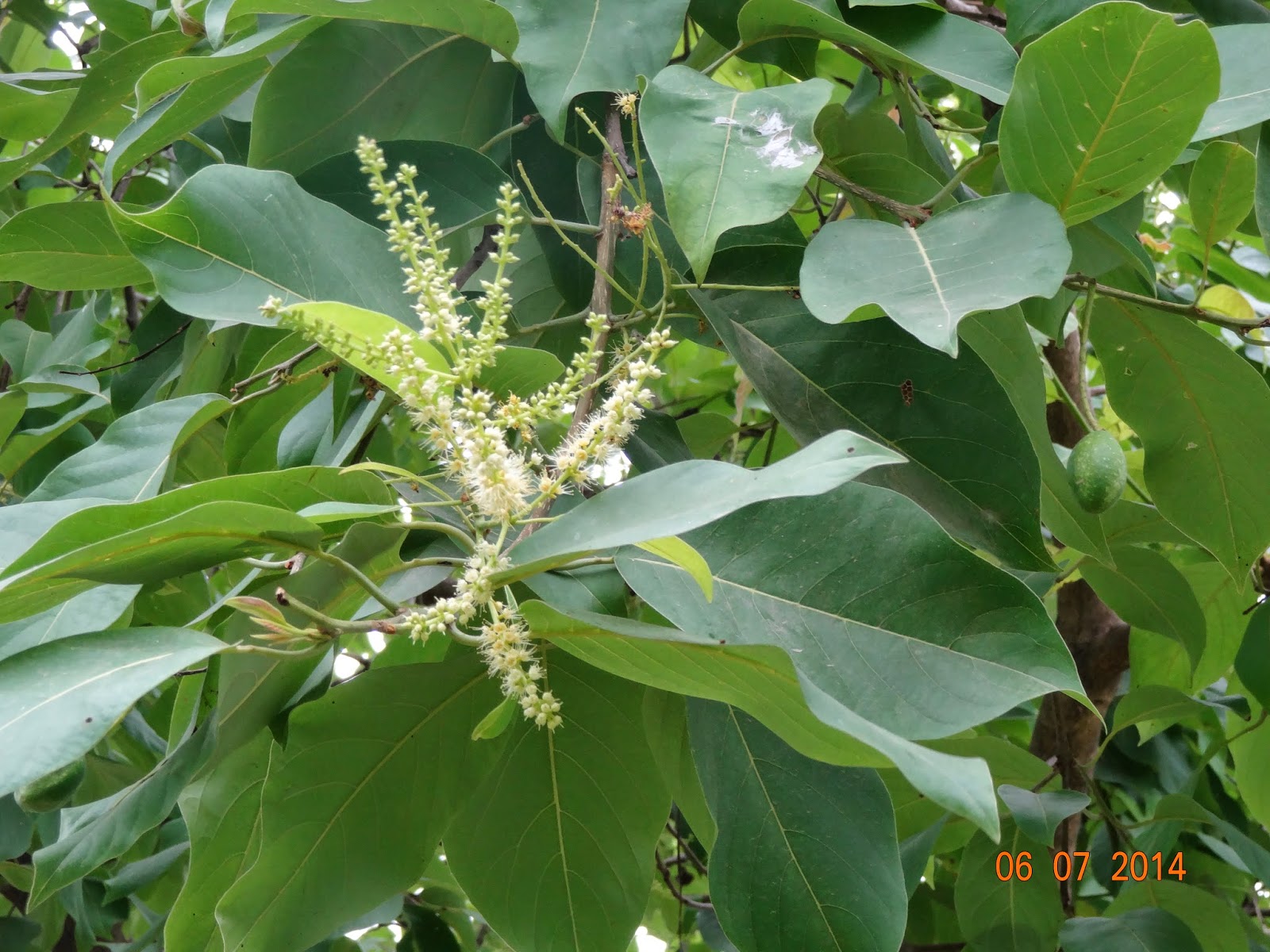 Plants of Lahore - Pakistan: Terminalia chebula- Hareer Tree