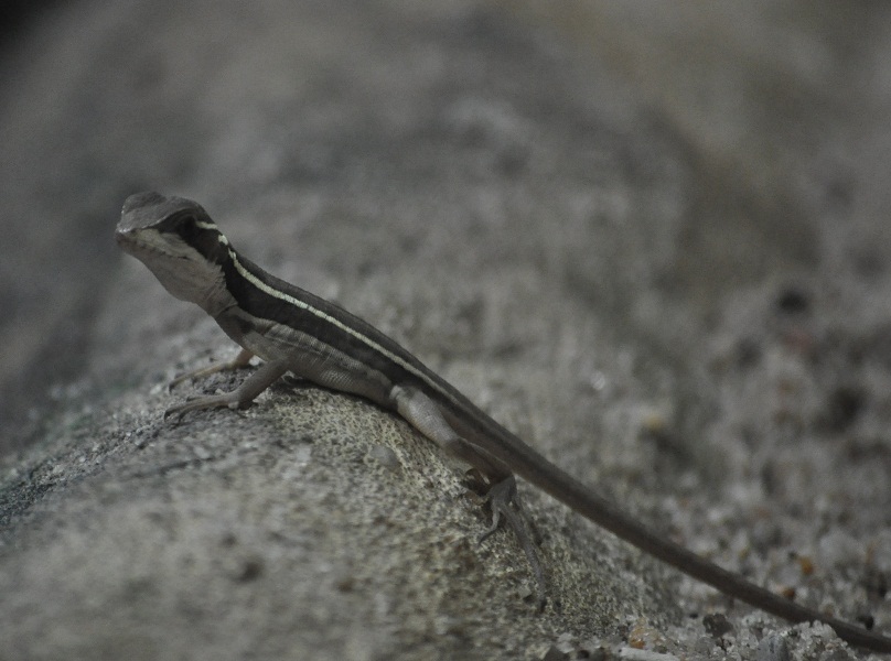 ZOOTOGRAFIANDO (6.100 ANIMALS): BASILISCO MARRÓN (Basiliscus vittatus)
