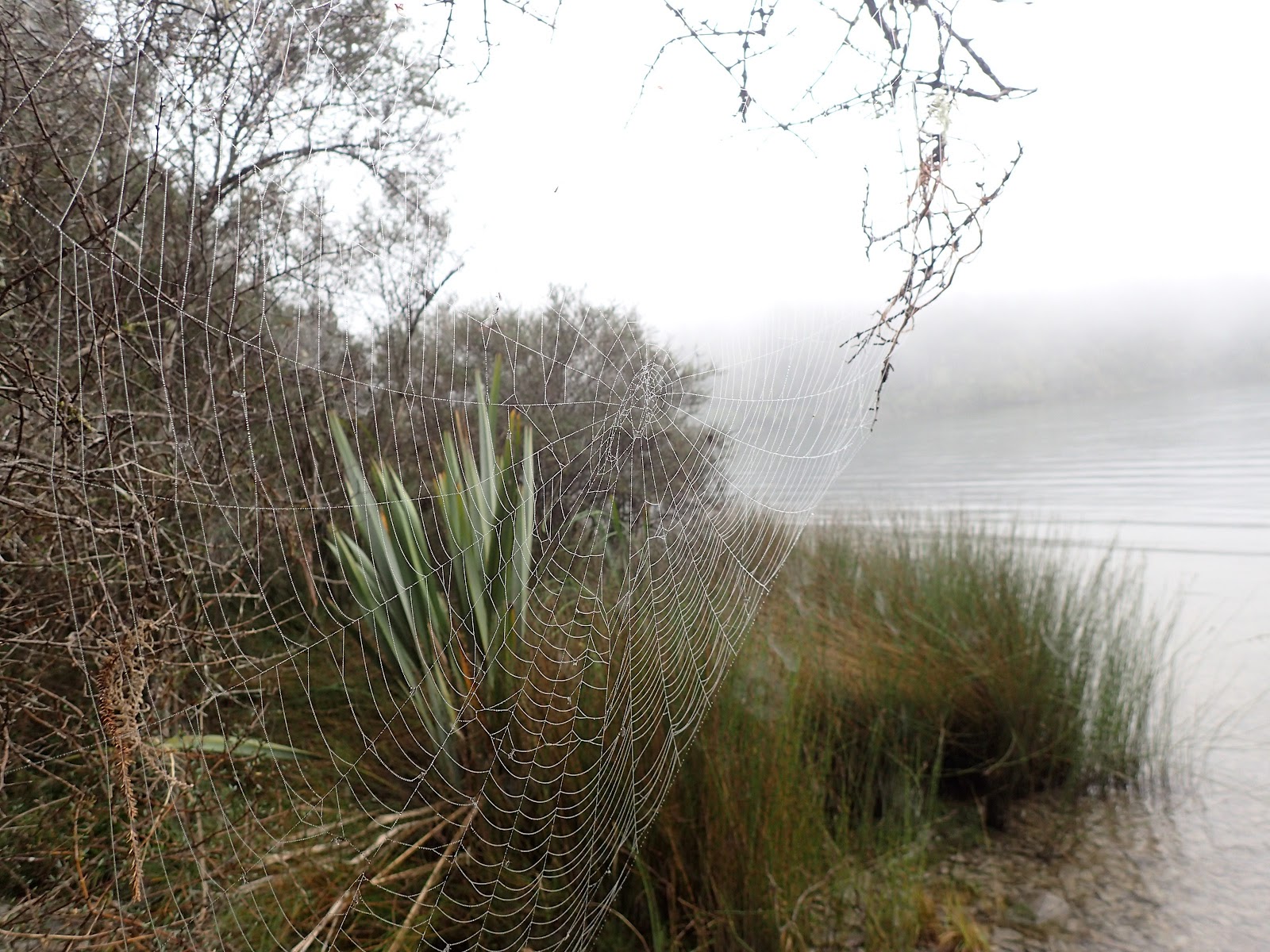 Come, walk with me.: Day 2: Hollyford Track. Pyke River, Lake Alabaster ...