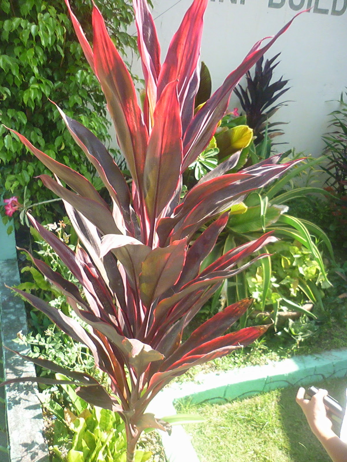 Tropical Trees and Plants: Fortune Plant