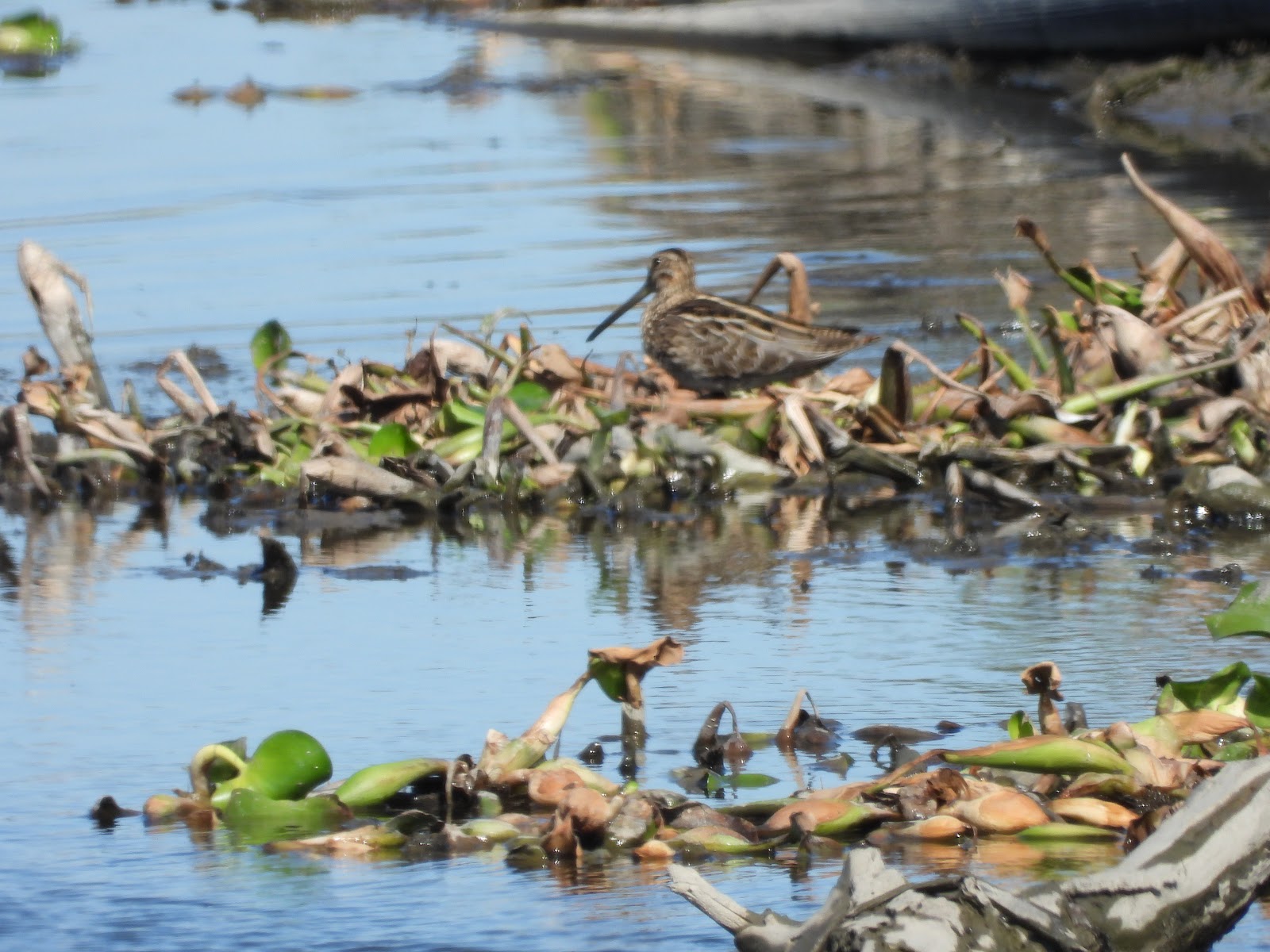 Bird & Travel Photos, Birding Sites, Bird Information: COMMON SNIPE ...