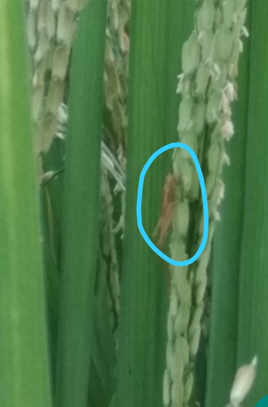 Agropedia: Beneficial insects in paddy