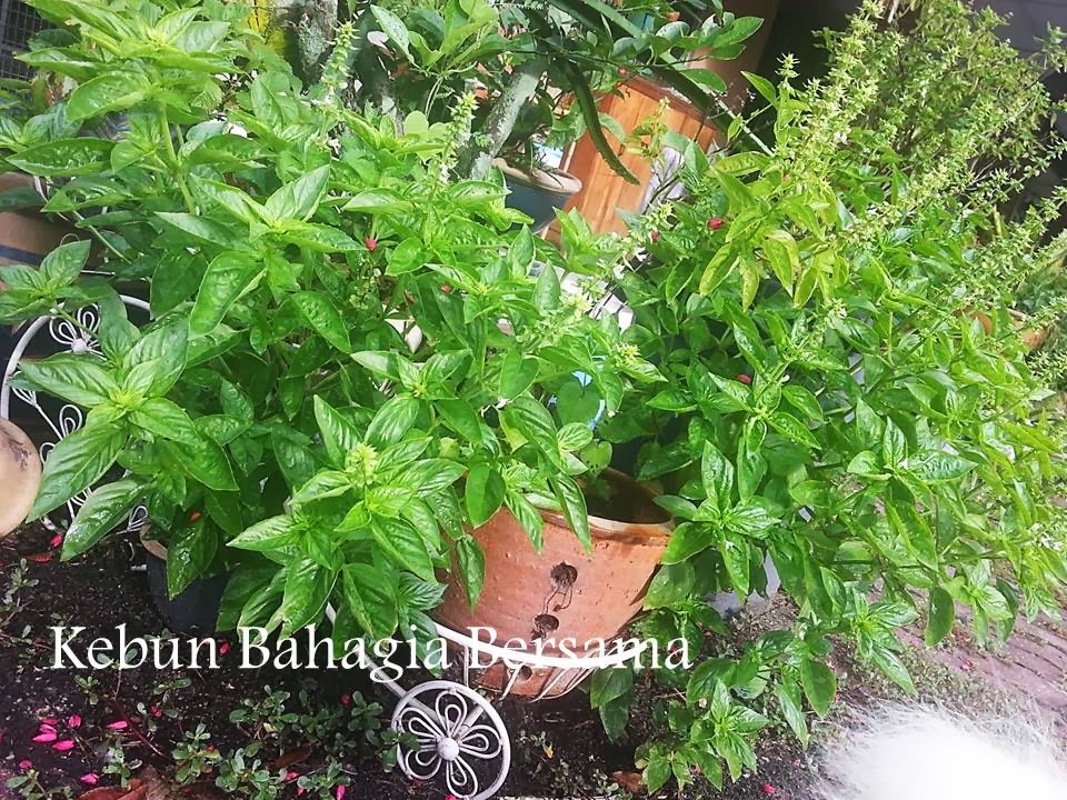 Kebun Bahagia Bersama: Anak Pokok Sweet Basil Large Italian Leaves