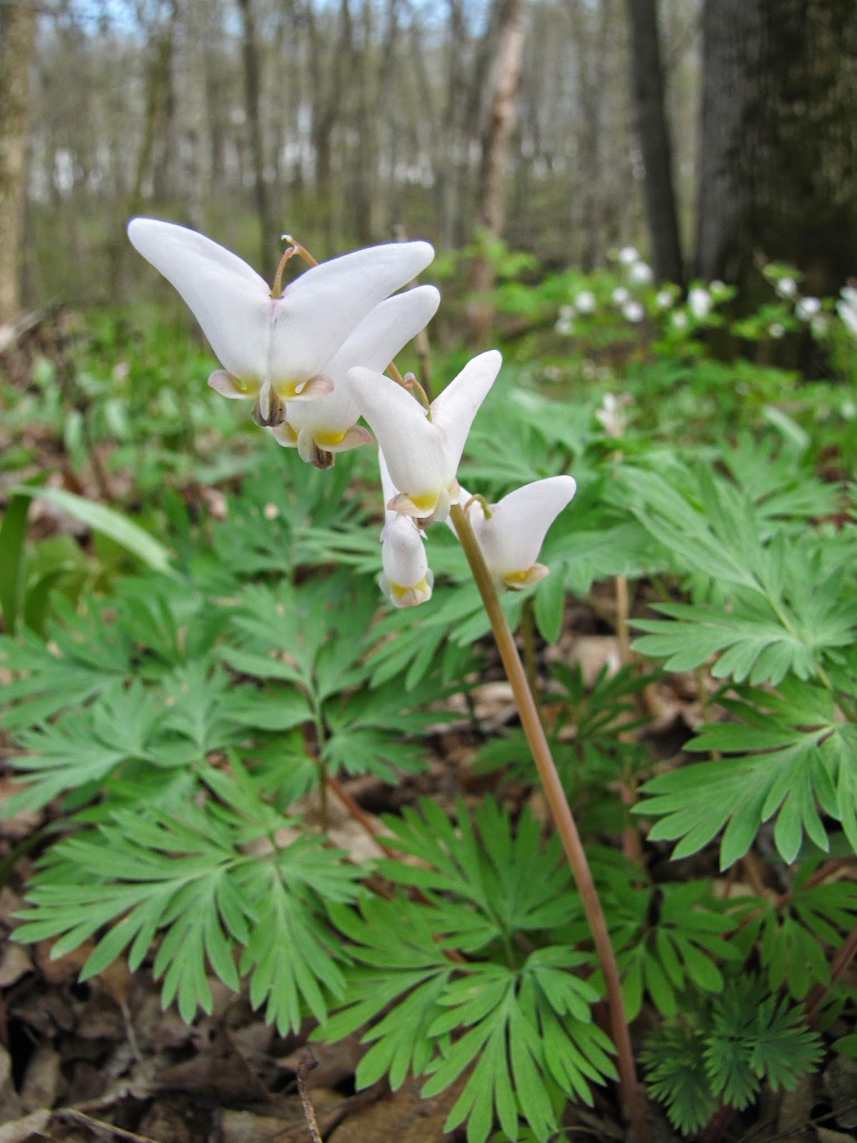 MinnesotaTourist.Com : Minnesota wildflowers at Nerstrand Big Woods ...