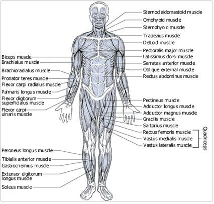 VISHAL GOSAI: Human Body