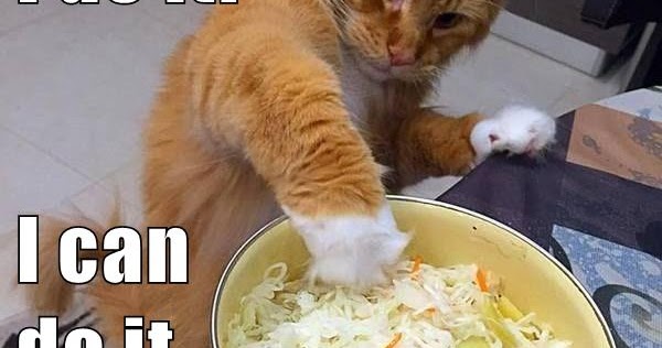 Growth Mindset & Feedback Cats: How do I do it?