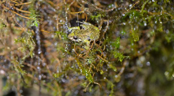 Pristimantis Mutabilis ( Rana Mutable )
