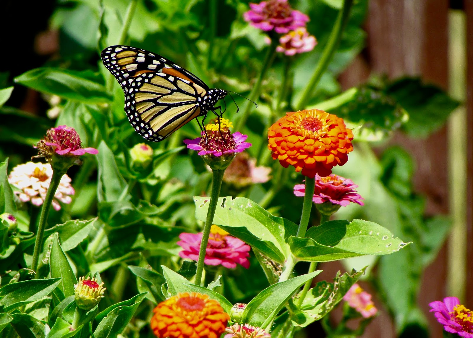 Life In Robin's Nest: Butterfly Season