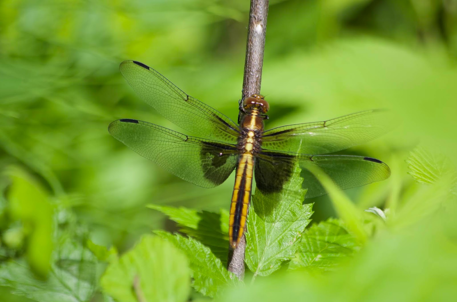 Libellules de France et dAilleurs - DRAGONFLY WORLD