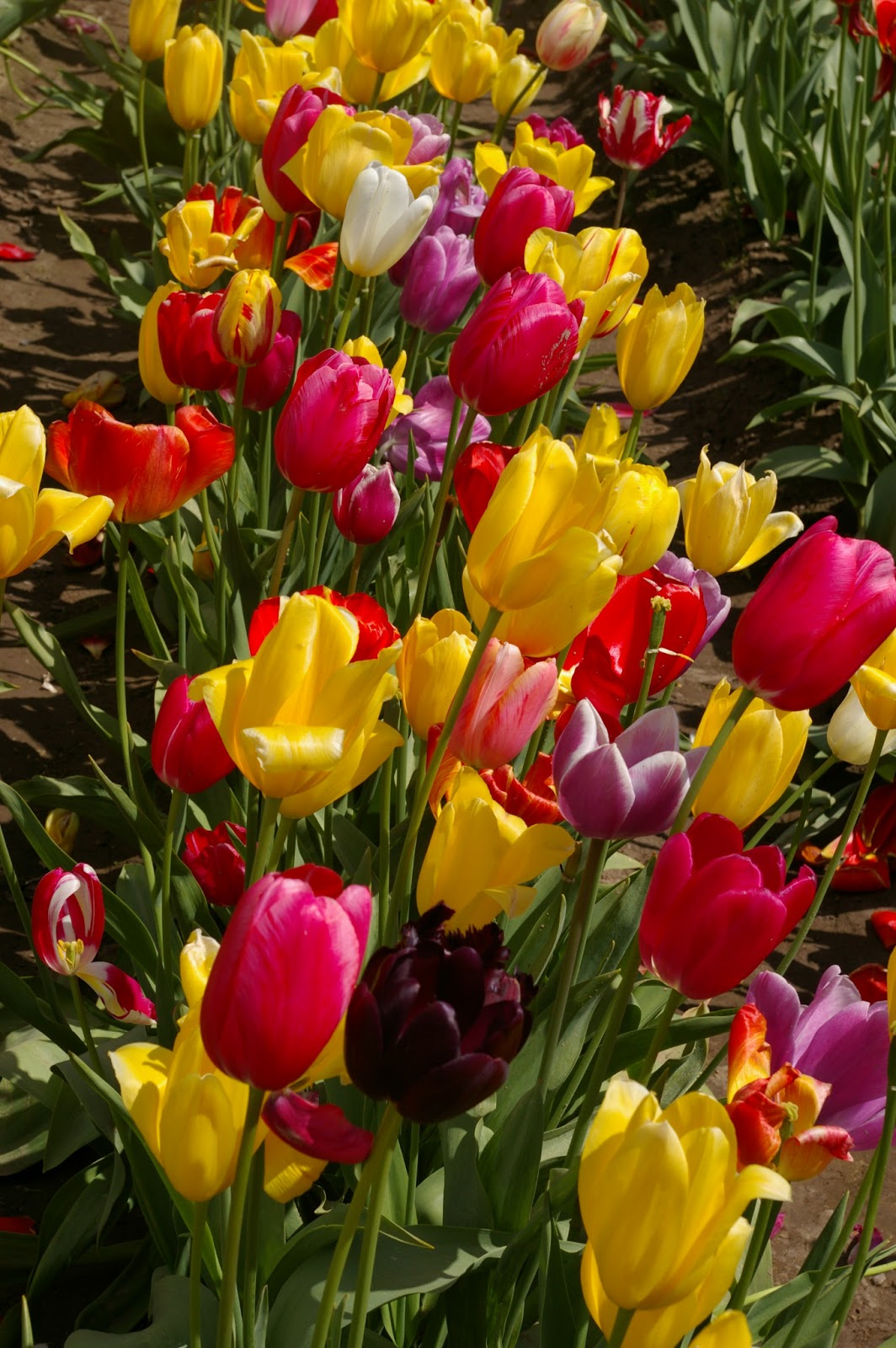 Tied Up In Ribbon: It's Tulip Time