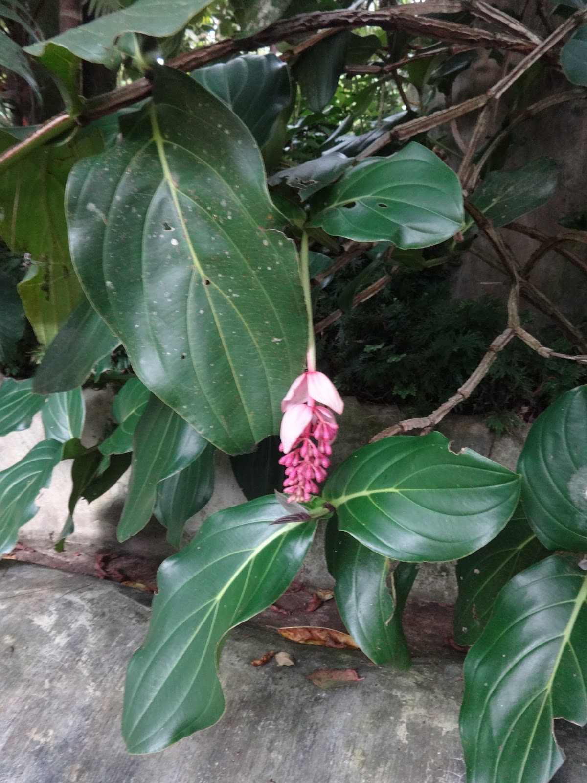 Herbs from Distant Lands: Medinilla magnifica, Medinilla pendula ...