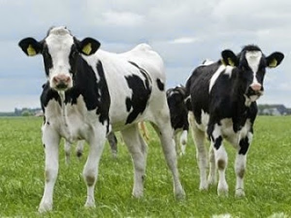 Jual Susu Kambing dan Susu Sapi murni dan Segar