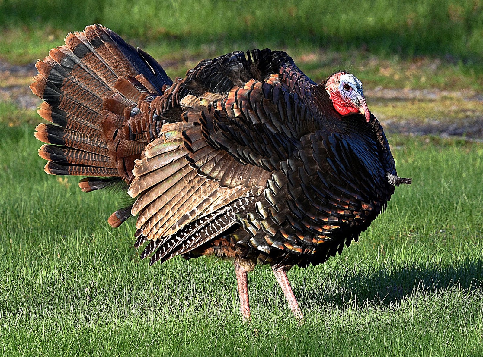 Turkey Den Photos at Veronica Green blog