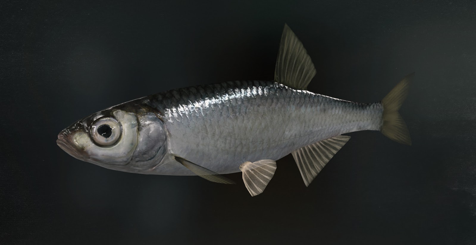 The Bleak fish | Computer Graphics Daily News