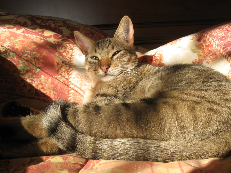 KhadijaTeri: Cats of the Libyan Revolution