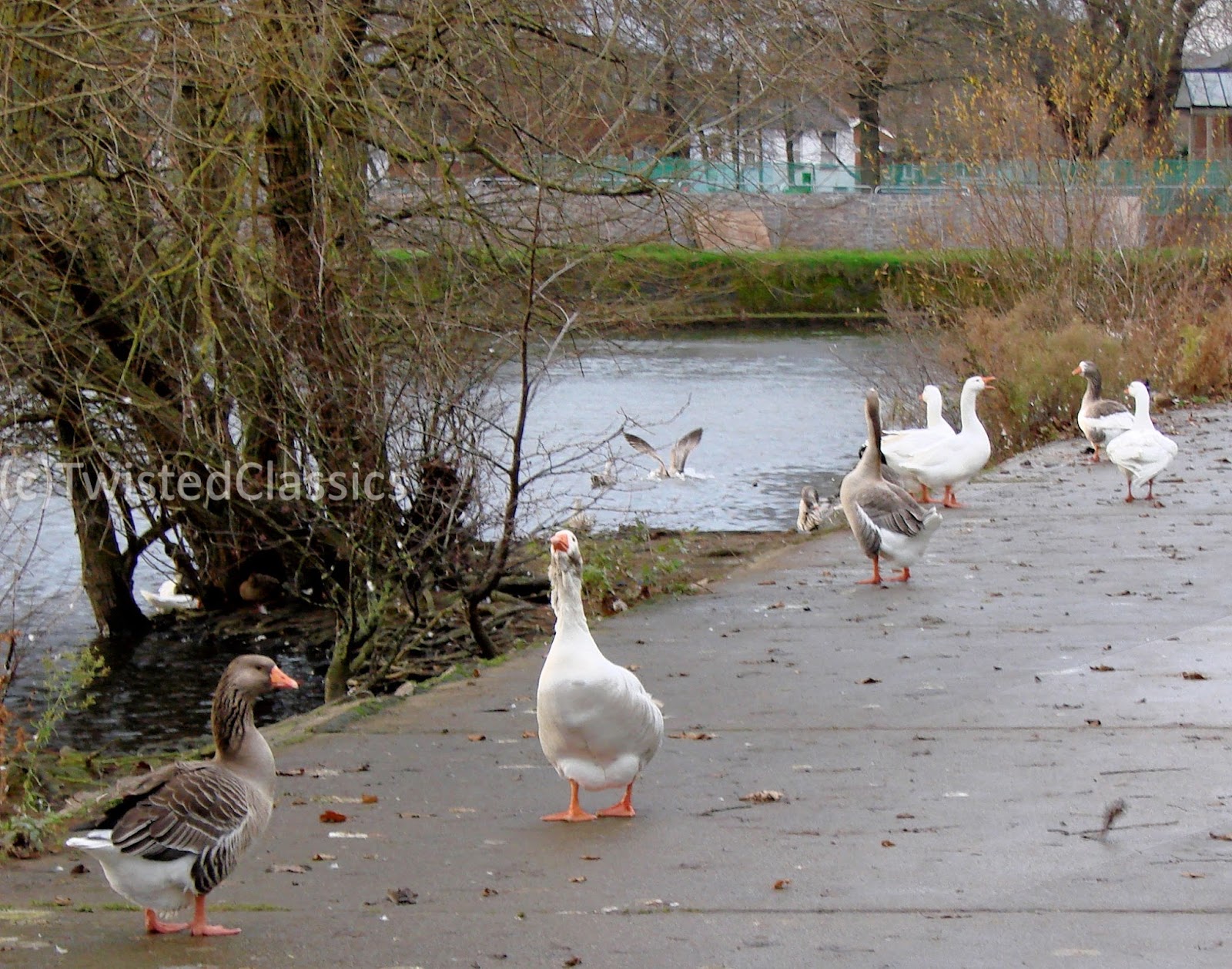Birds and wildlife: Toulouse geese in Exeter