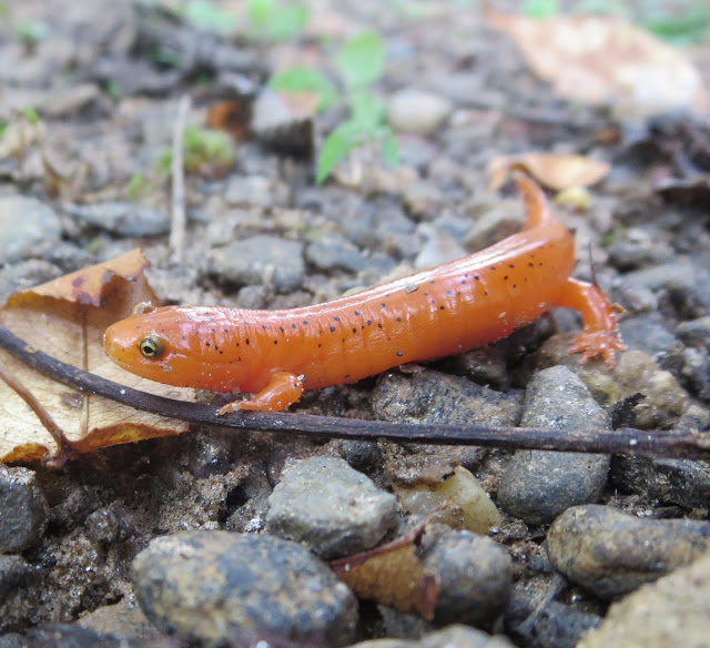 Veggie Revolution: Blue Ridge Red Salamander! Yowza!