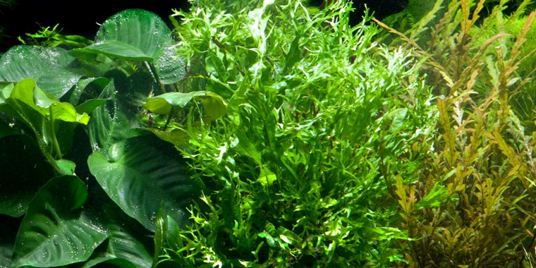 JAVA FERN WINDELOV (MICROSORUM PTEROPUS "WINDELOV")