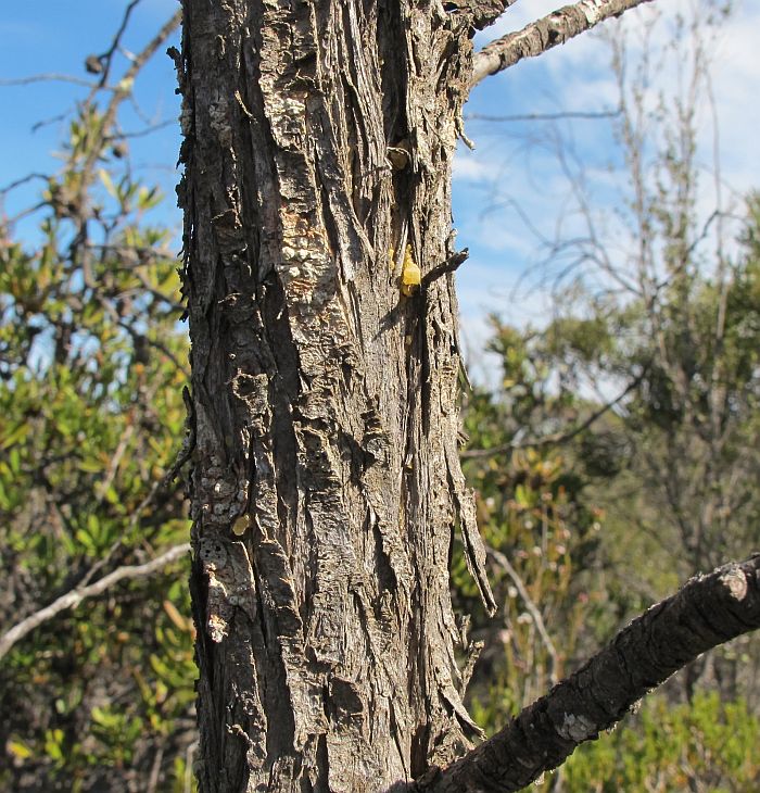 Esperance Wildflowers: Callitris roei - Roe's Cypress Pine