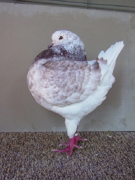 GREGORIO LAS MENSAJERAS Y PESCA ARGAMASILLA DE CALATRAVA: RAZAS DE ...