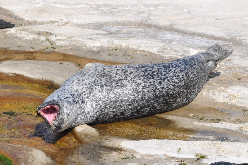 ZOOTOGRAFIANDO (6.100 ANIMALS): FOCA COMÚN O MOTEADA / HARBOUR SEAL ...