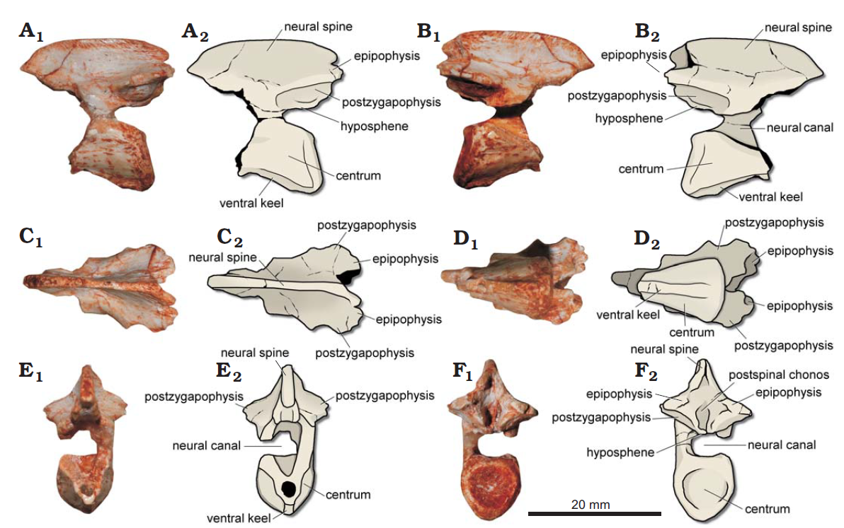 Sciency Thoughts: CAPPA/UFSM 0179: A Dinosaur axis from one of the ...