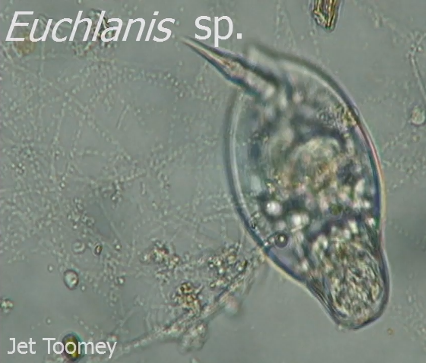 Botany