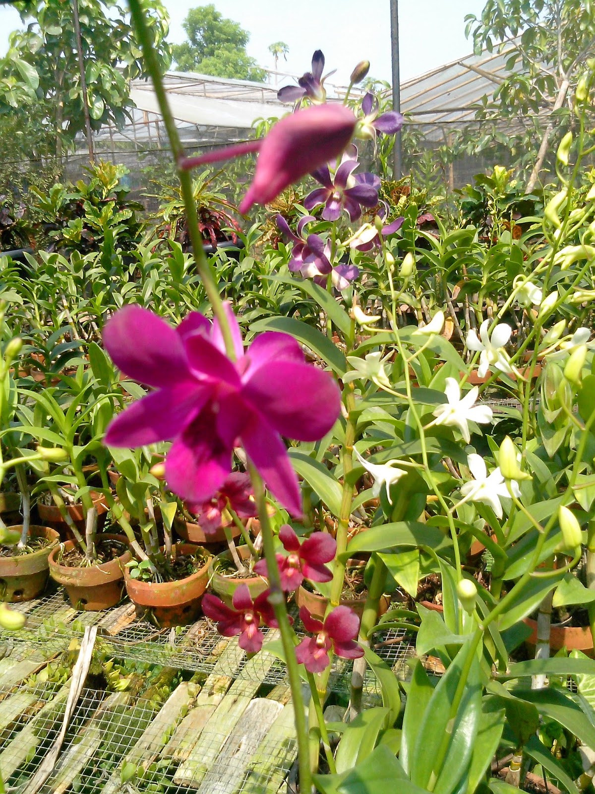 Writing is healing!: Berkunjung ke Parung Farm