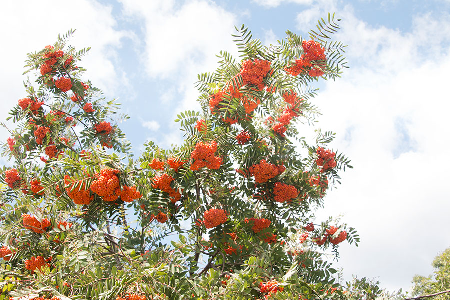 European rowan tree - Verde Cosi Flowers and Fibers