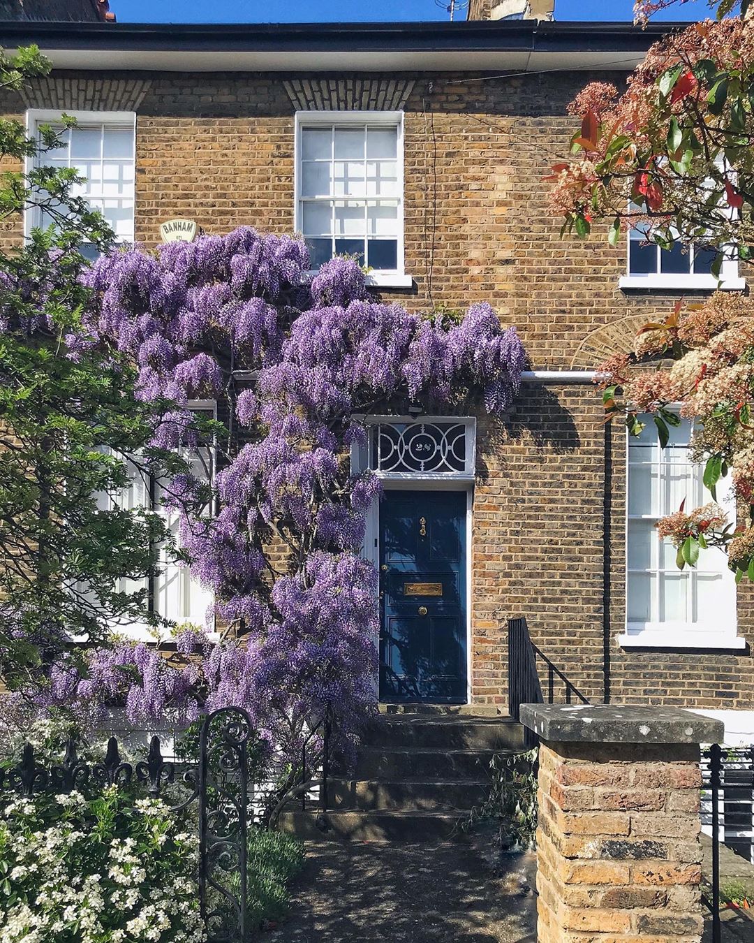 Il Glicine In Fiore {The wisteria is in bloom!} {𝐿𝒾𝒻𝑒, 𝐿𝑜𝓋𝑒, 𝐹𝓁𝑜𝓌𝑒𝓇𝓈 ...
