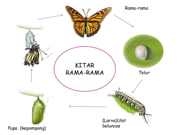 Afsyanur.com: Cuba cari apa yang tersembunyi...