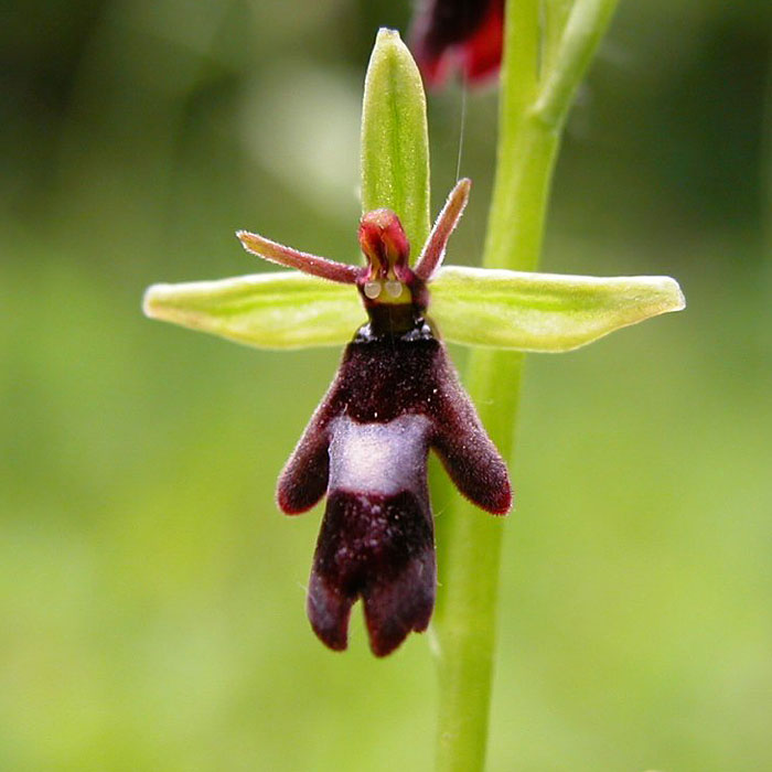 Amazing Orchids ~ Did you know that