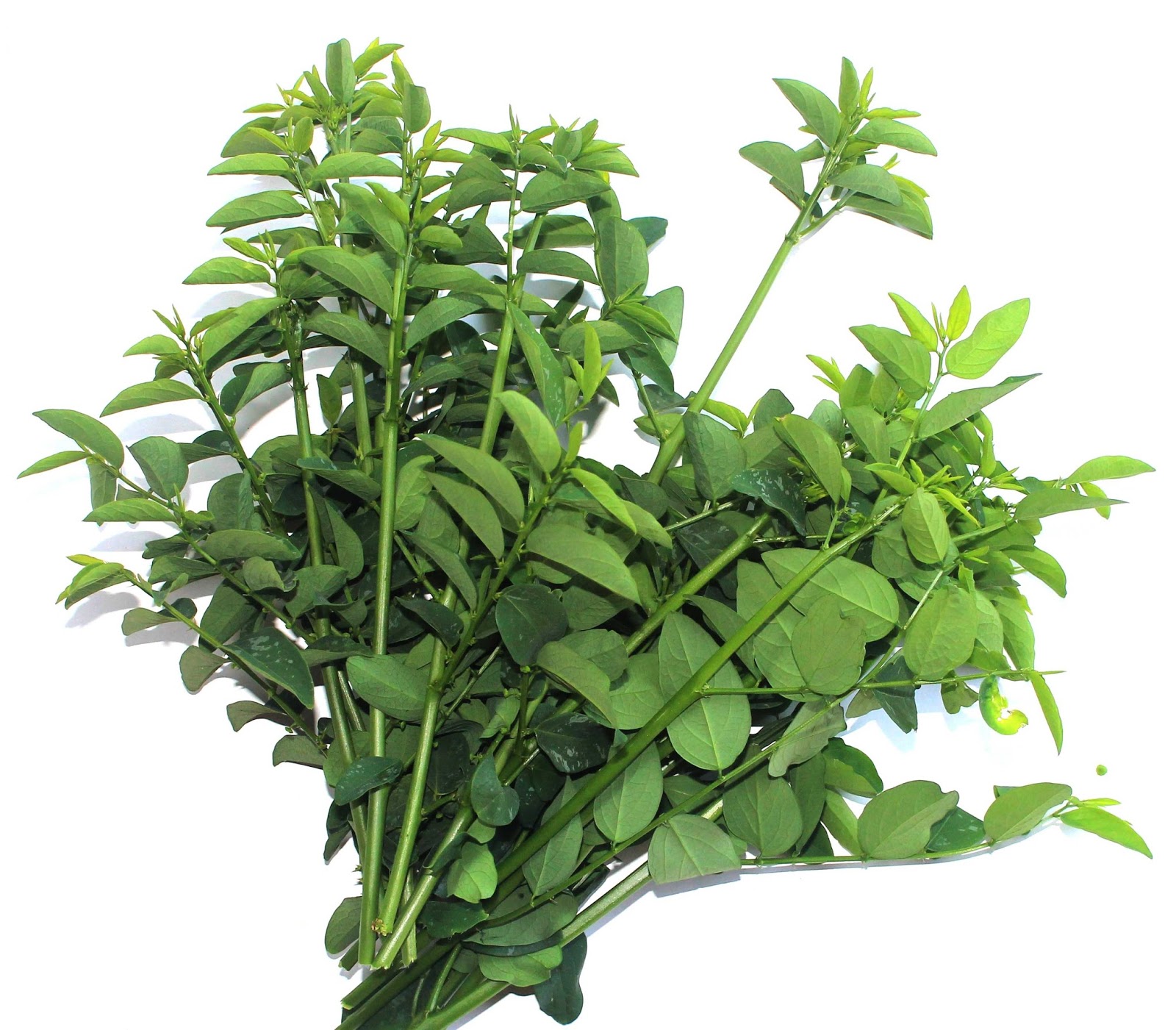 Daun katuk bisa meningkatkan produksi ASI