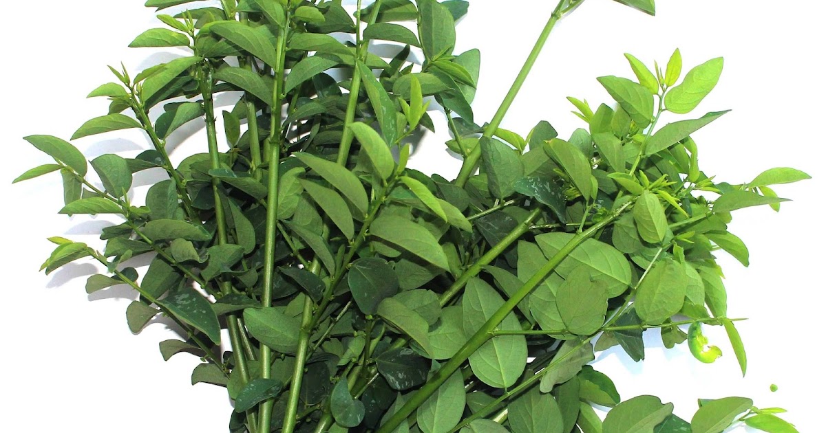 Daun katuk bisa meningkatkan produksi ASI