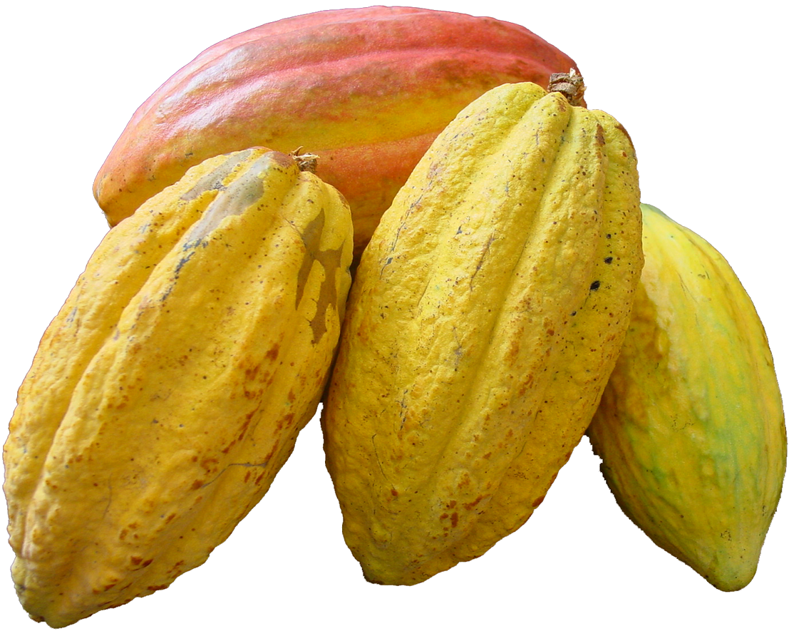 Cacau | Theobroma cacao