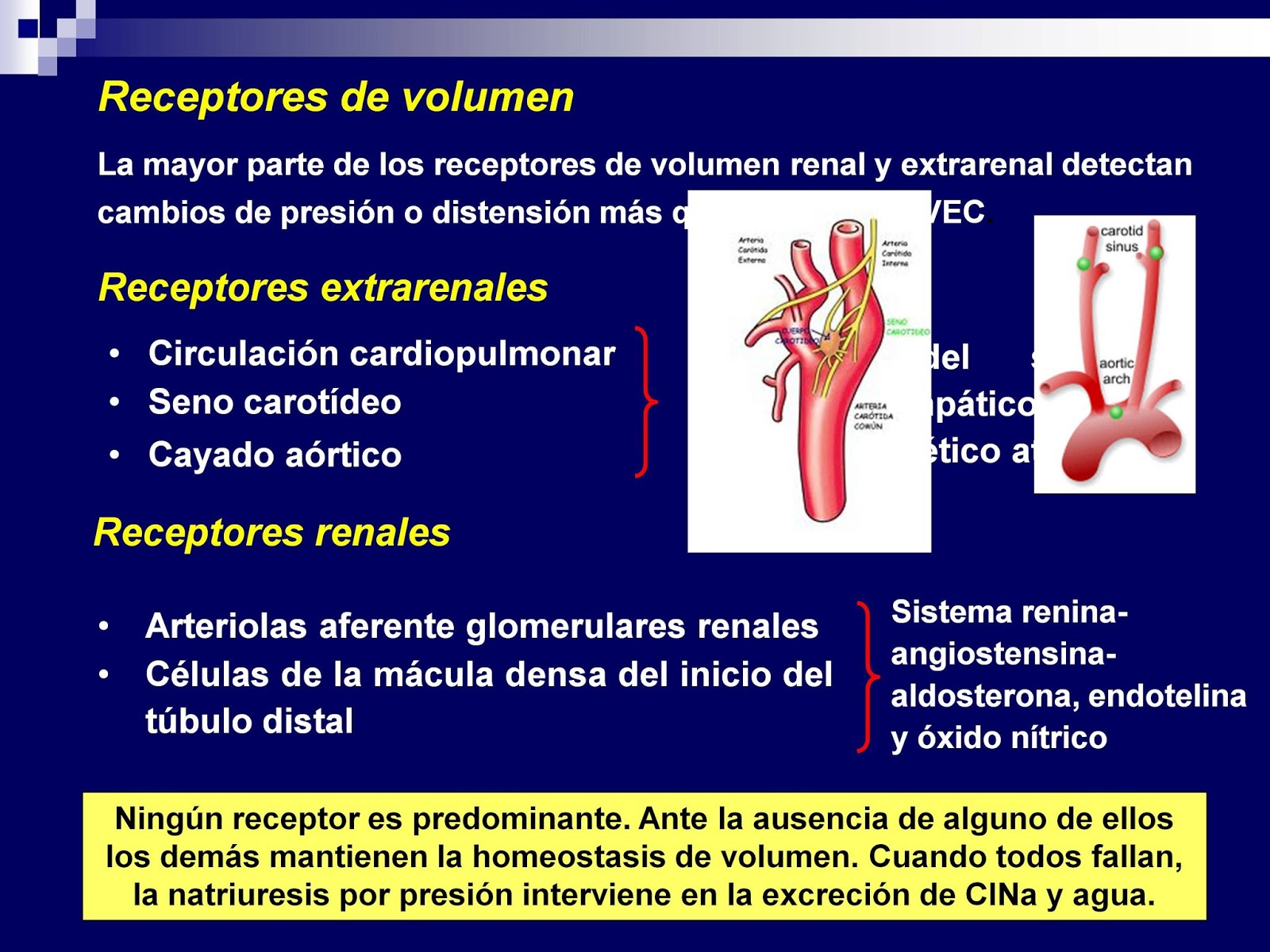 Elblogdefisio: Clase de Regulación del Volumen (Clase de Dra. Sol Andrés)